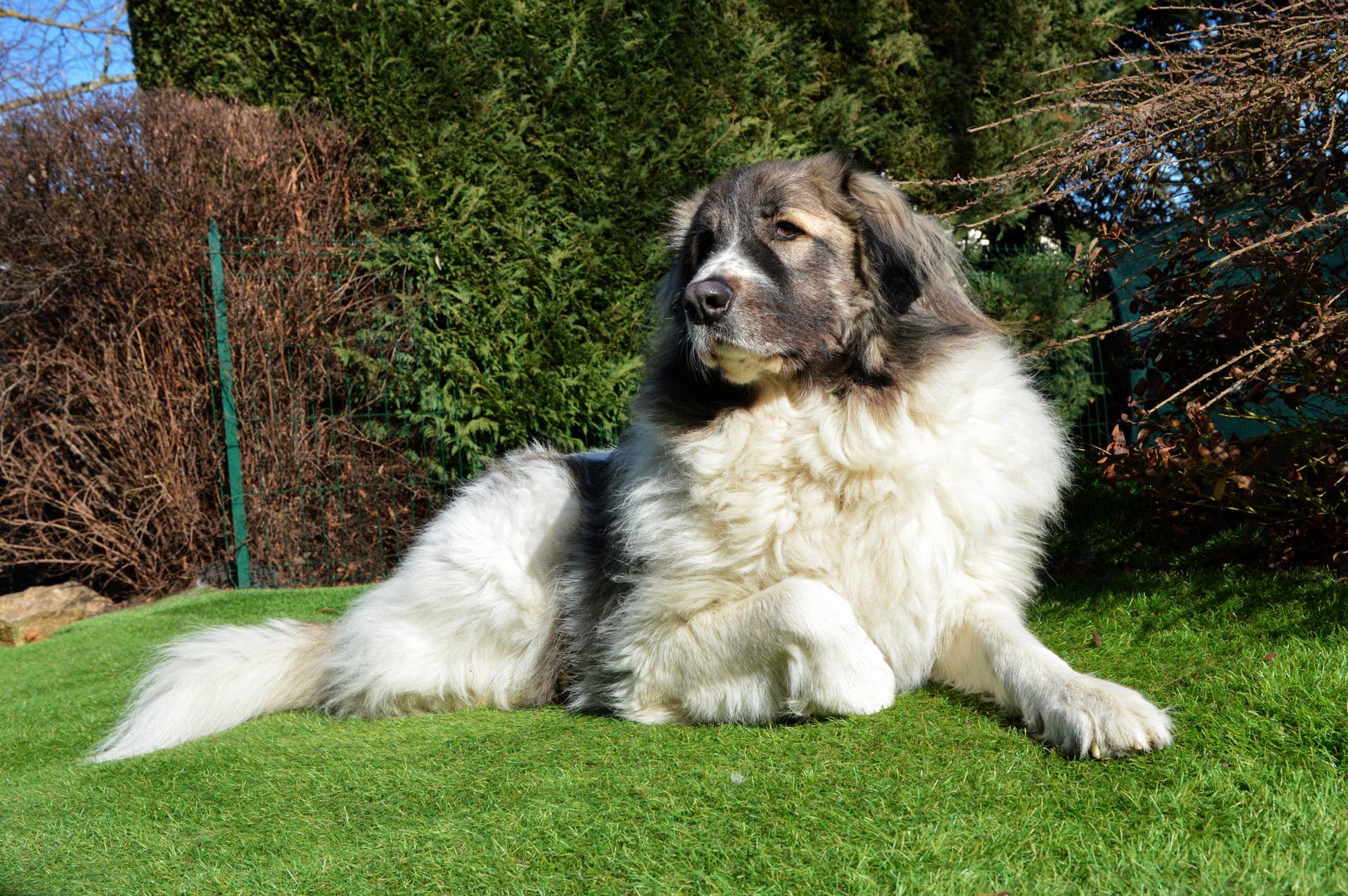 13 Livestock Guardian Dog Breeds That Will Steal Your Heart - PawNation