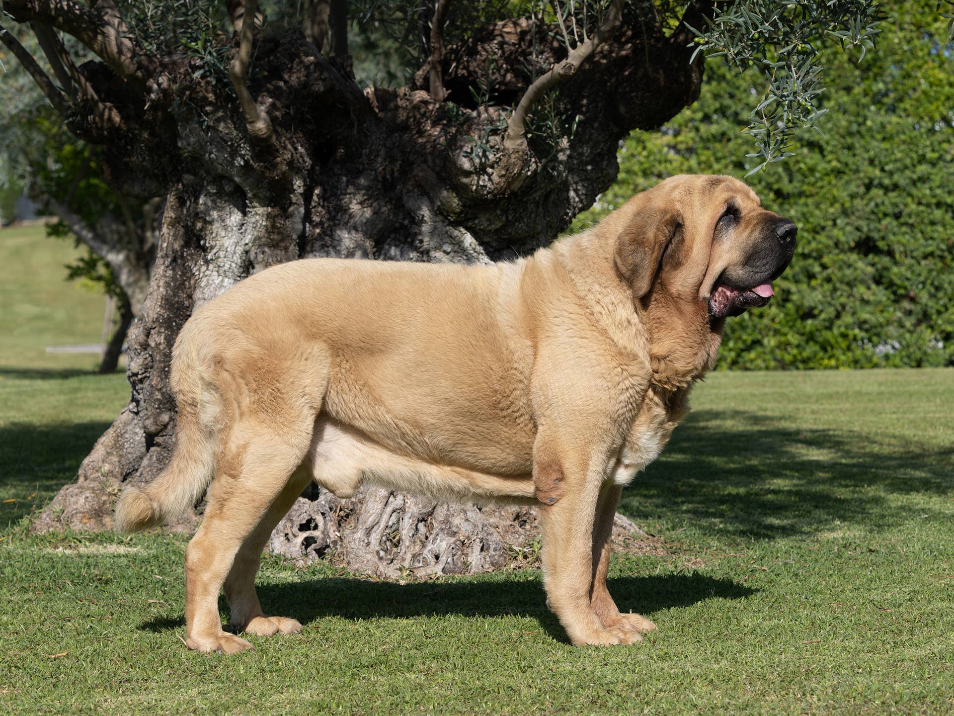 13 Livestock Guardian Dog Breeds That Will Steal Your Heart - PawNation