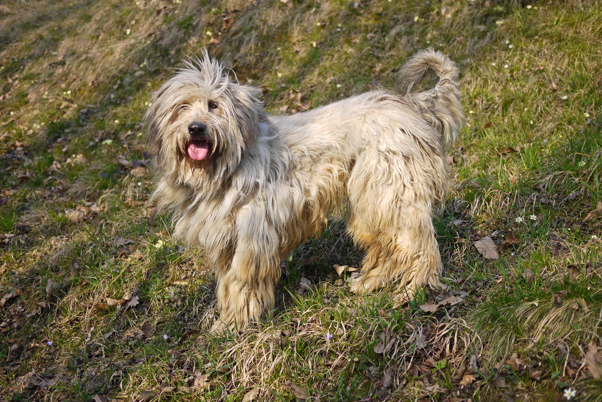 13 Livestock Guardian Dog Breeds That Will Steal Your Heart - PawNation