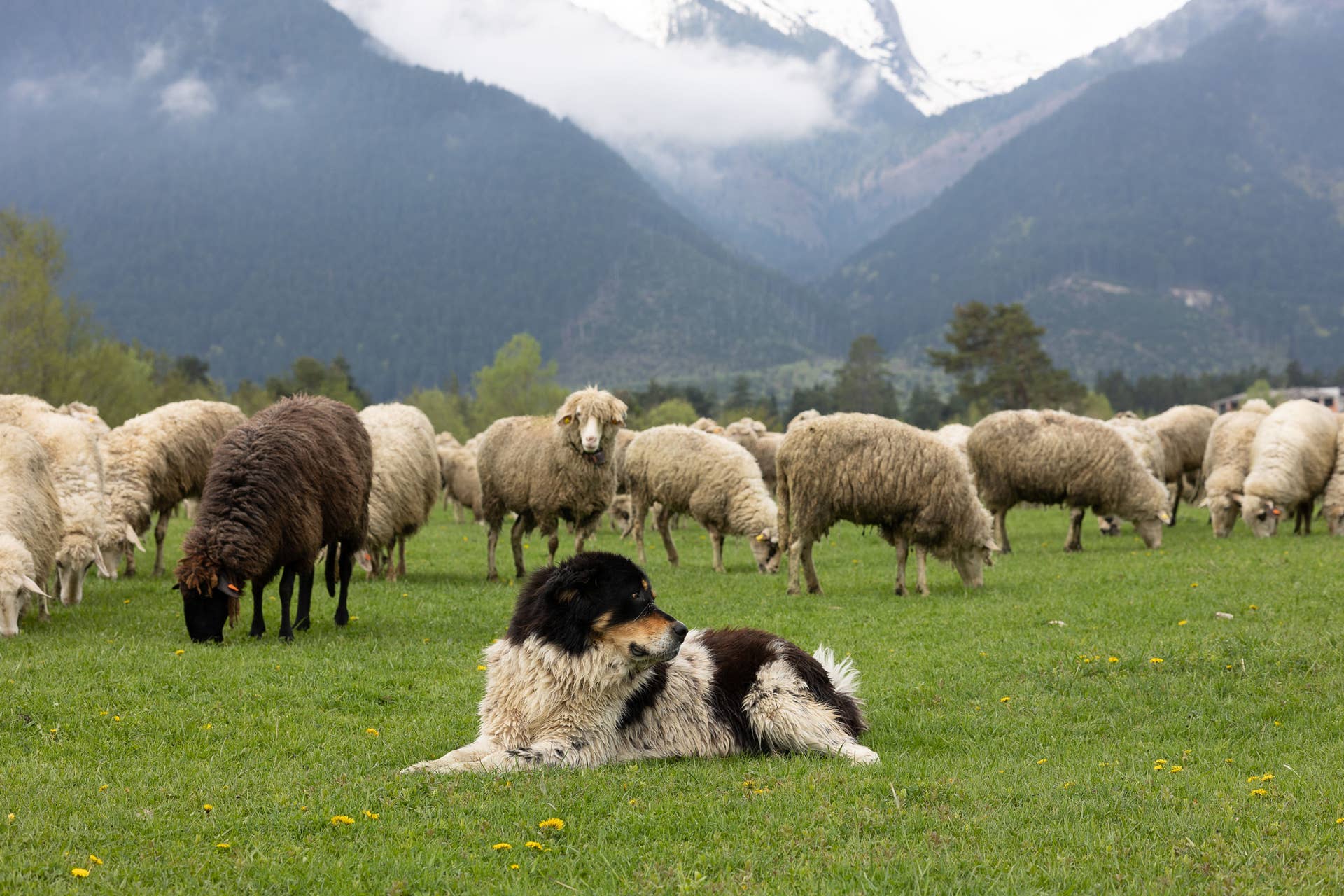 13 Livestock Guardian Dog Breeds That Will Steal Your Heart - PawNation