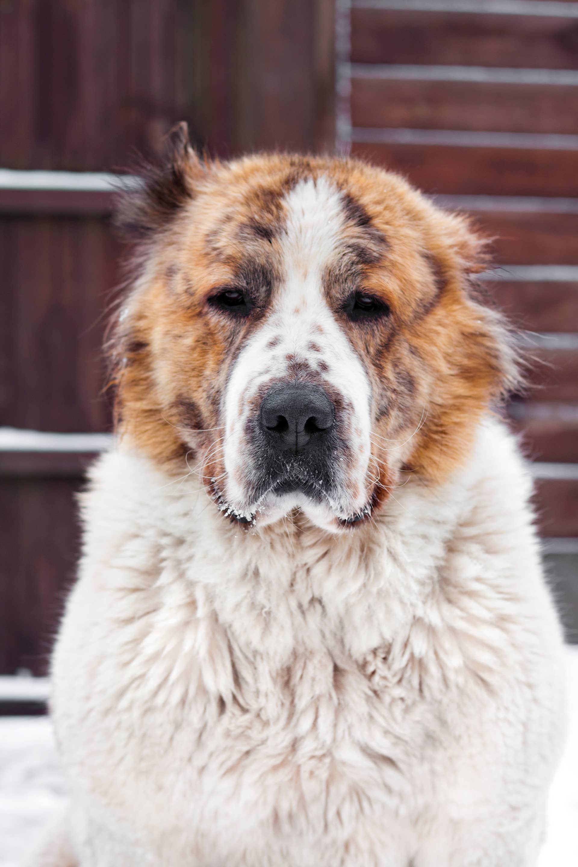 13 Livestock Guardian Dog Breeds That Will Steal Your Heart - PawNation
