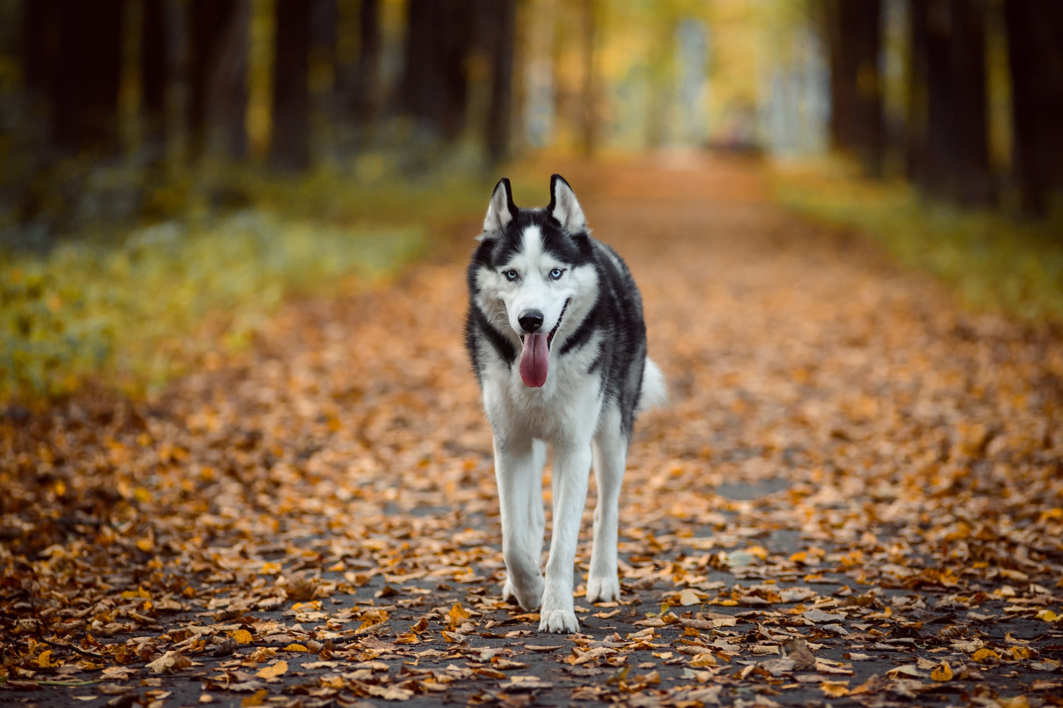 200+ Husky Names (Male and Female) - PawNation