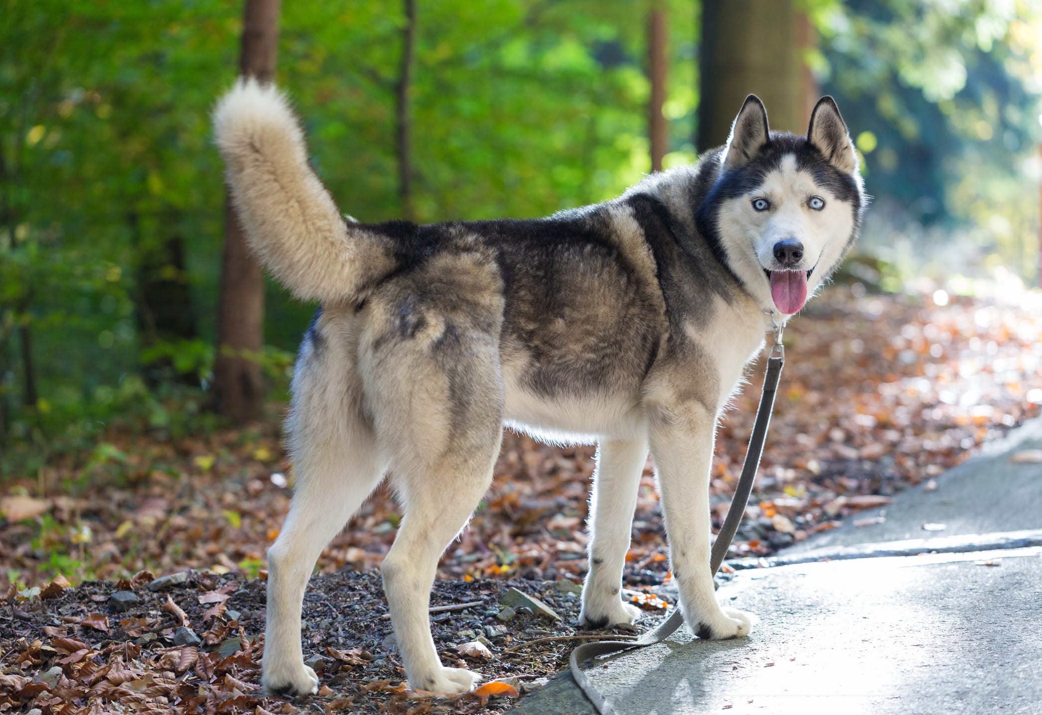 200+ Husky Names (Male and Female) - PawNation