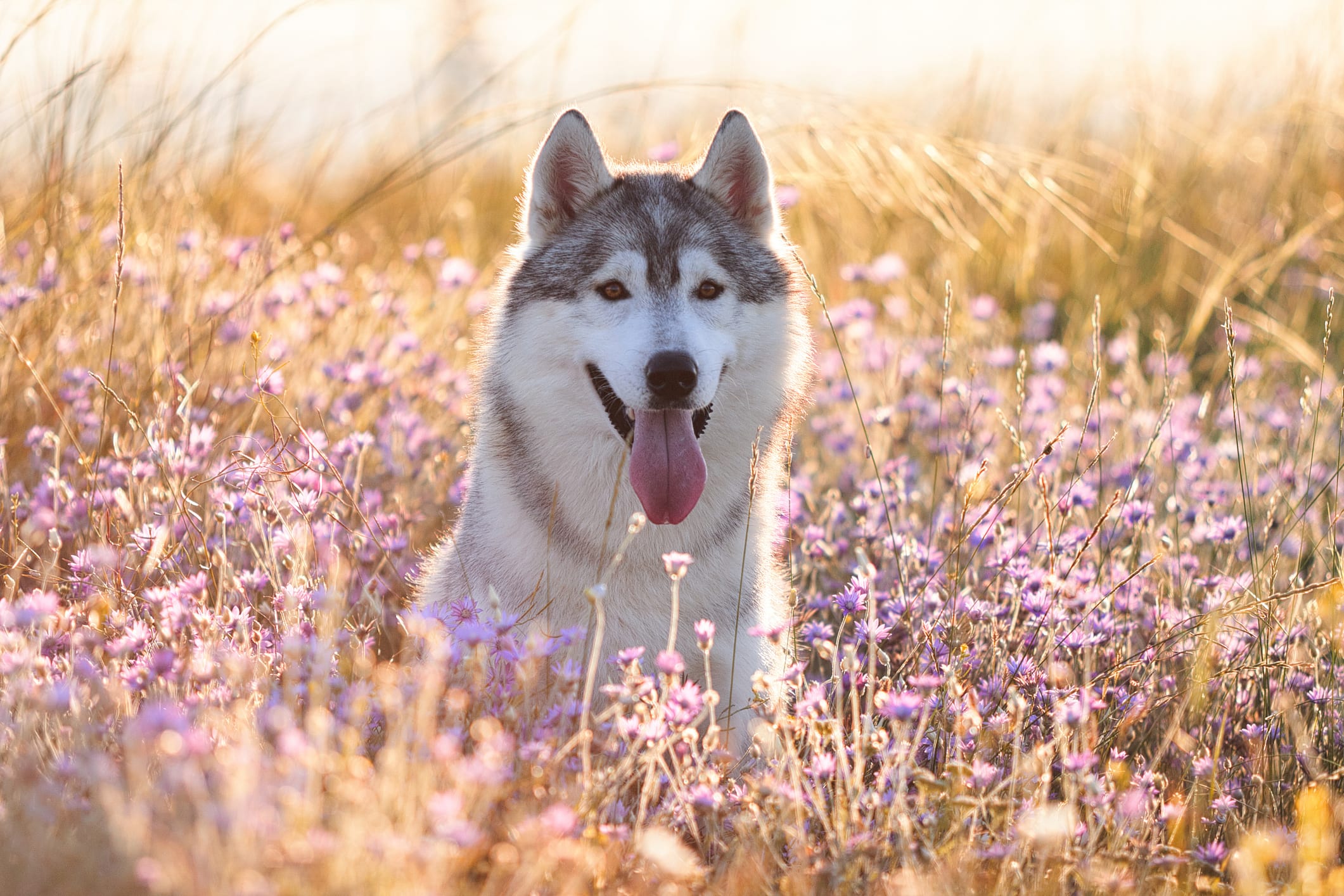 200+ Husky Names (Male and Female) - PawNation