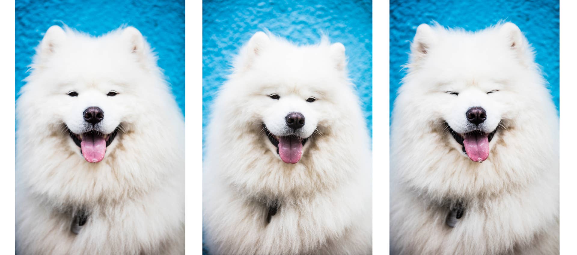 31 Fluffy Dog Breeds (Small, Medium and Big) - PawNation