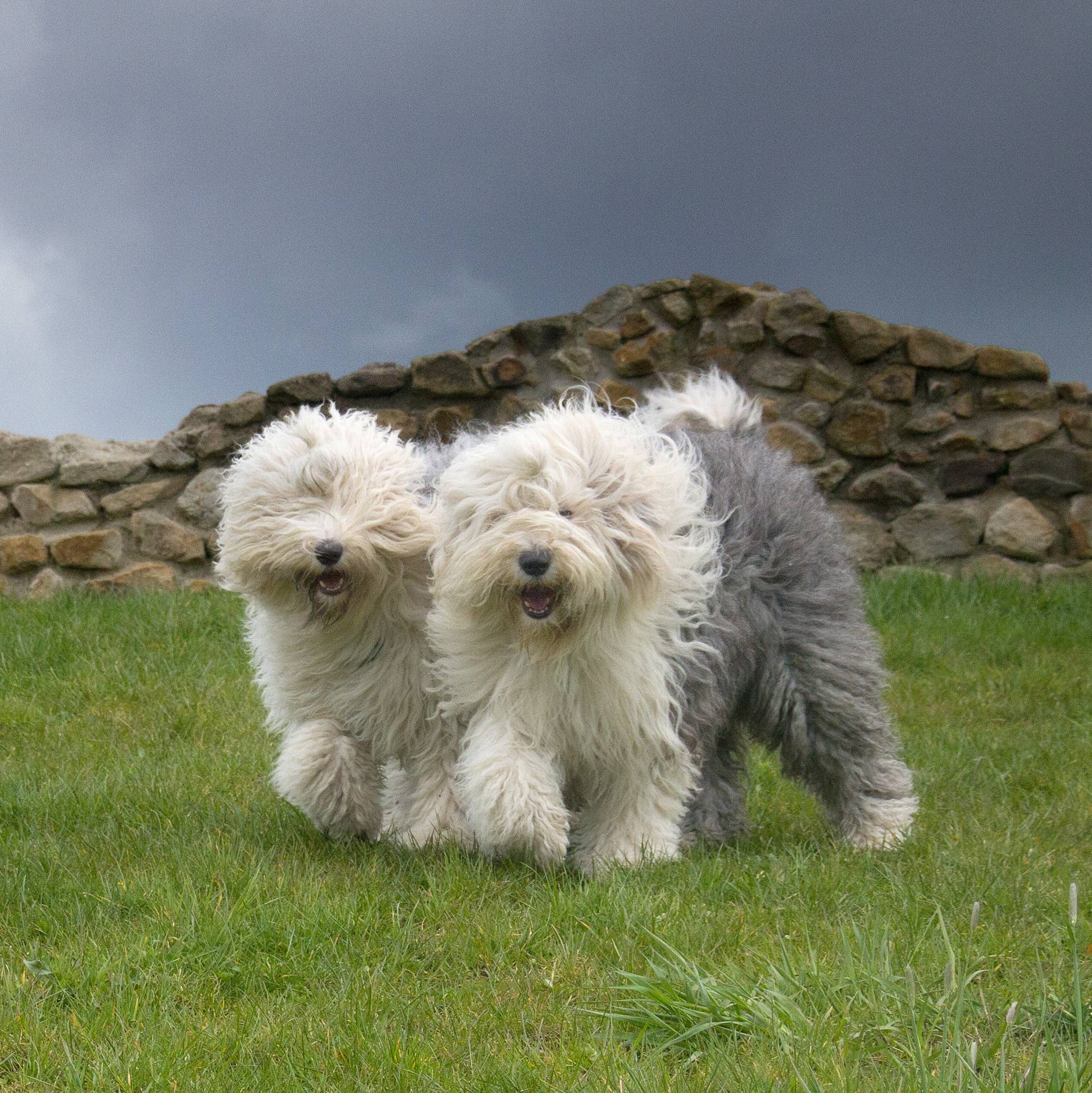 31 Fluffy Dog Breeds (Small, Medium and Big) - PawNation