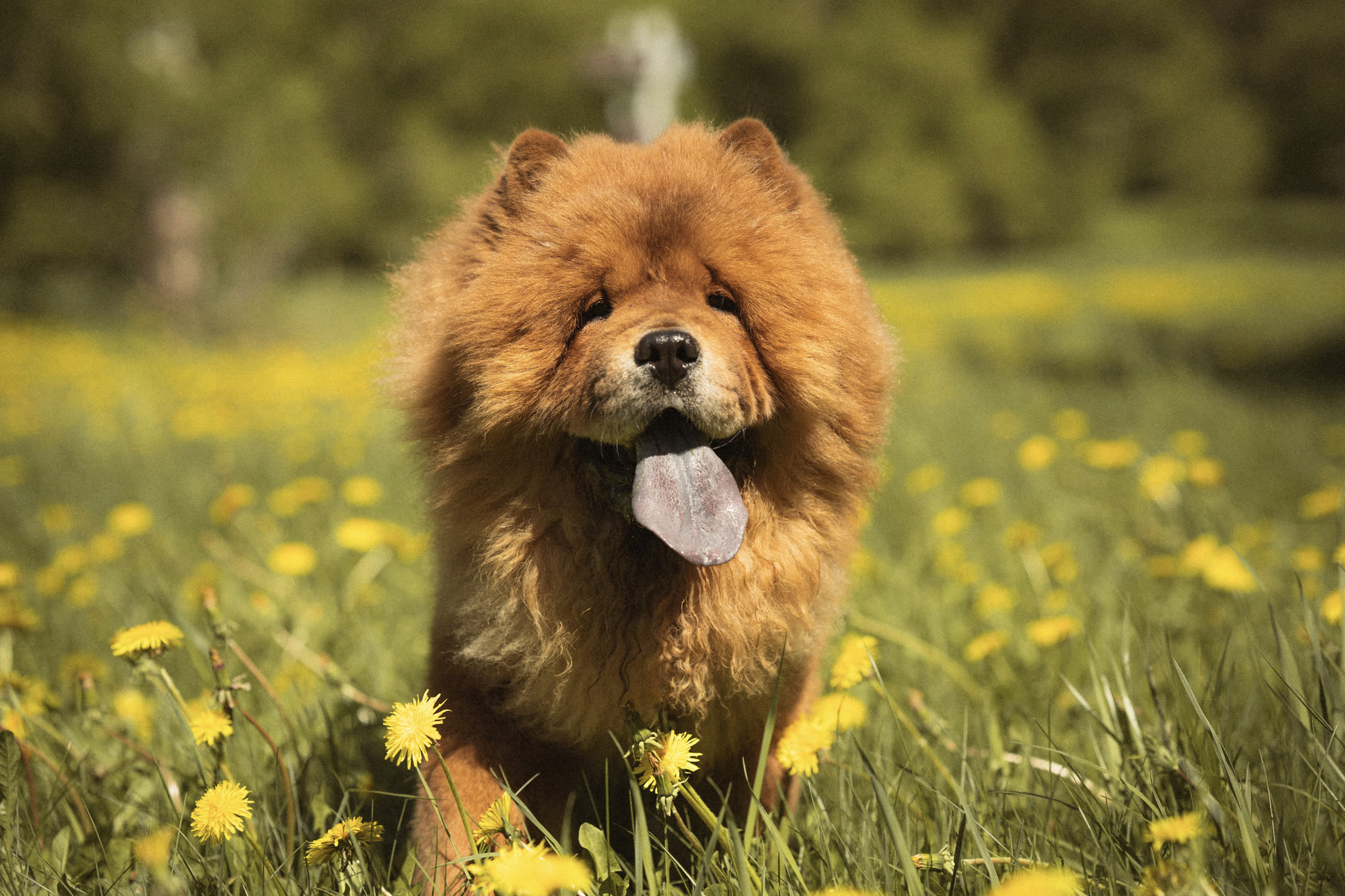 31 Fluffy Dog Breeds (Small, Medium and Big) - PawNation