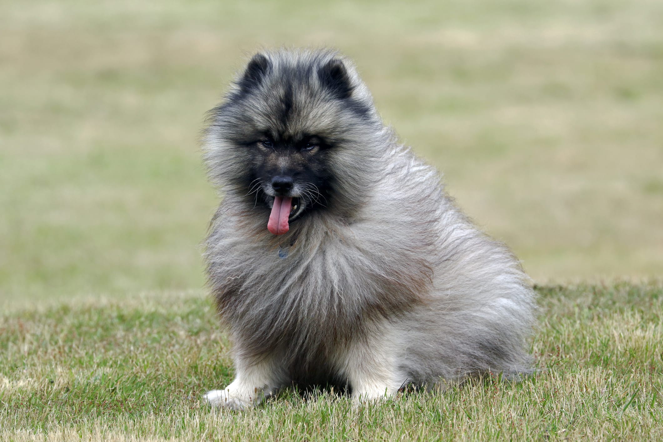 31 Fluffy Dog Breeds (Small, Medium and Big) - PawNation