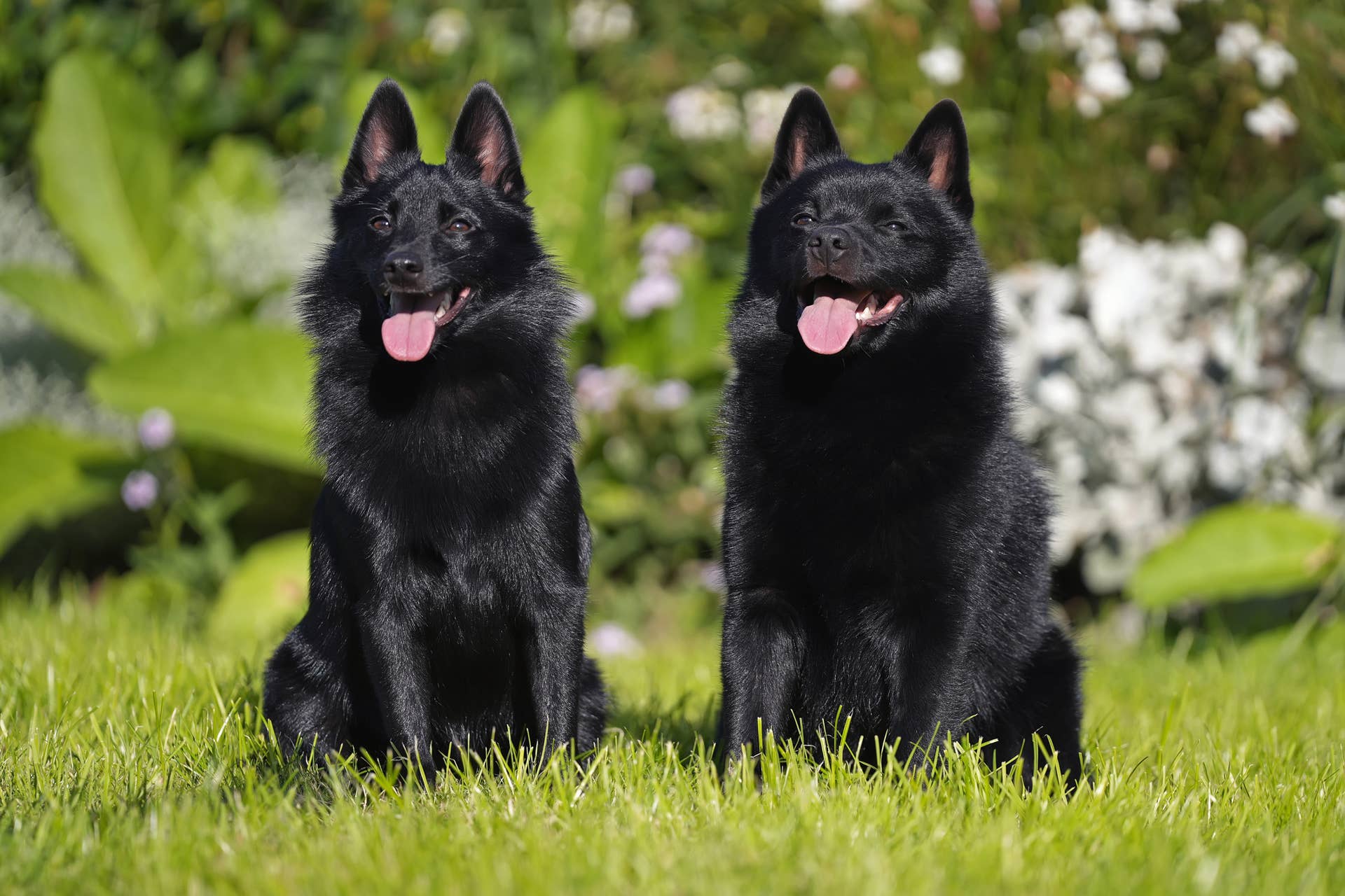 31 Fluffy Dog Breeds (Small, Medium and Big) - PawNation