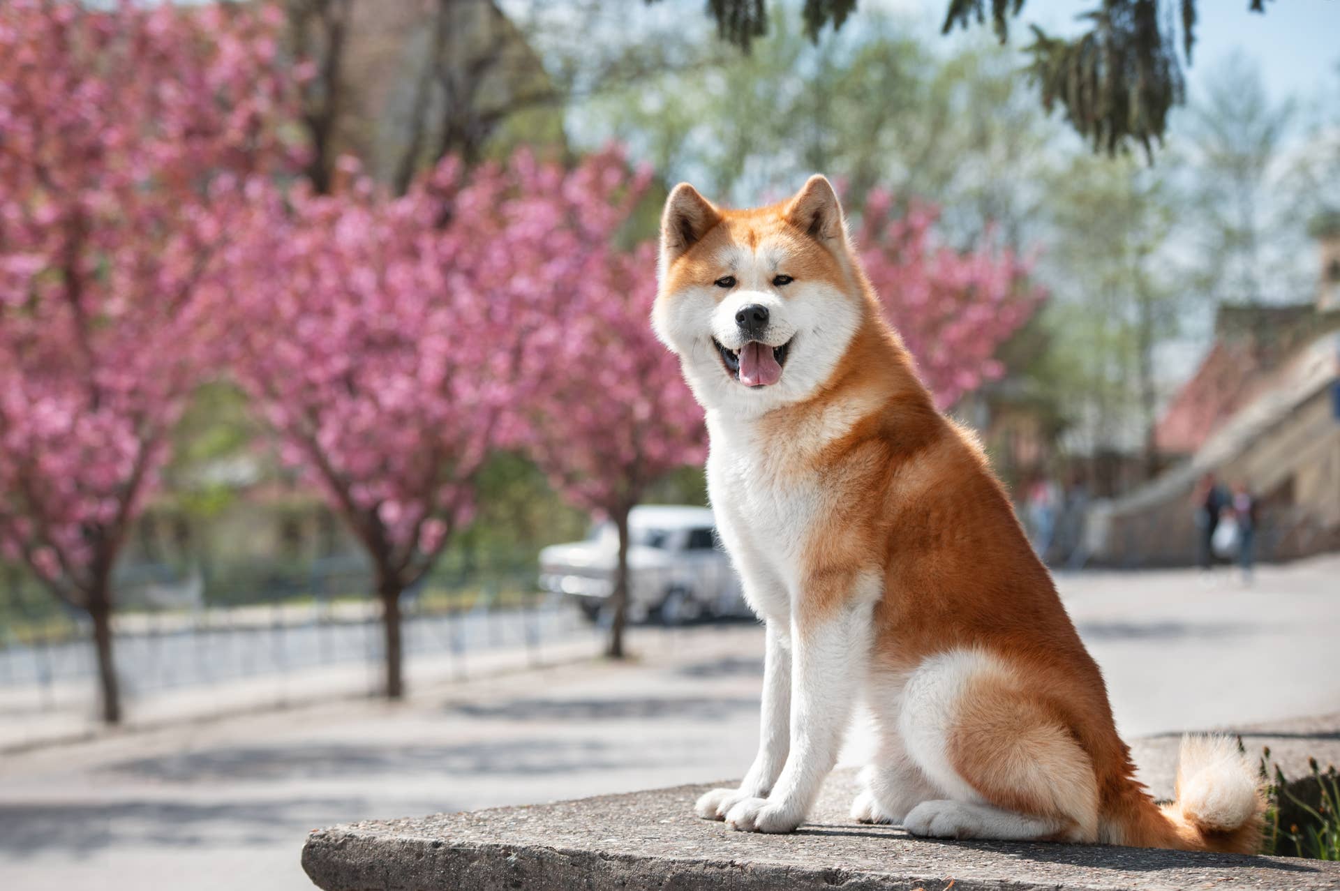31 Fluffy Dog Breeds (Small, Medium and Big) - PawNation