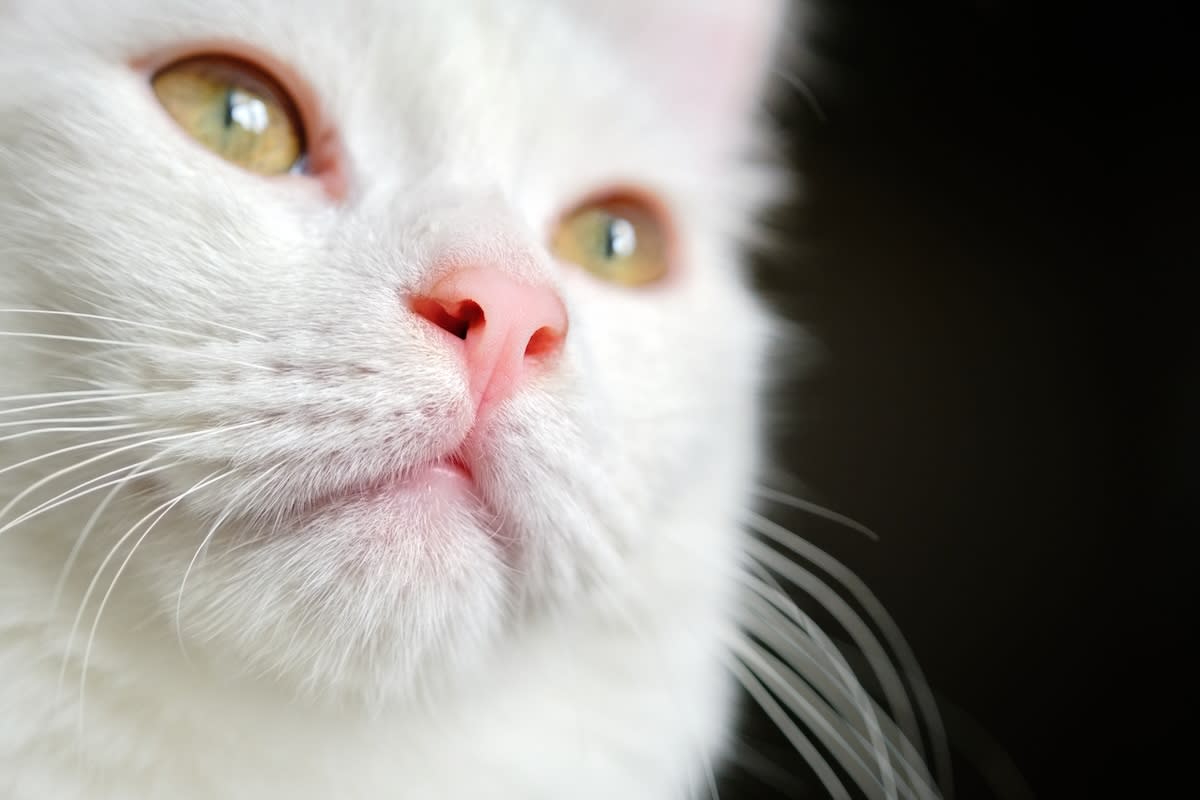 Precious White Earless Cat Gets Compared to Something So Funny We Can’t ...