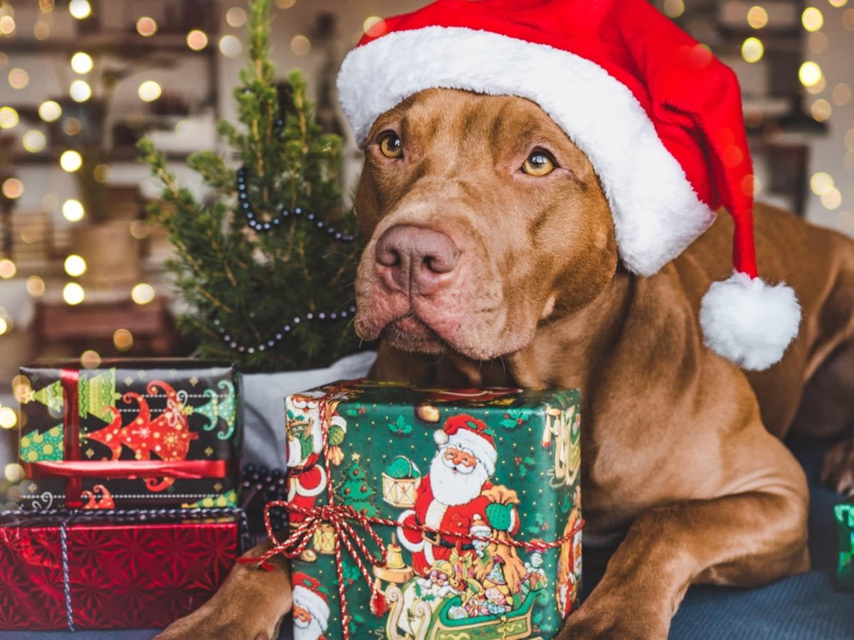 Adopted Pit Bull Is in Awe After Seeing Christmas Tree Light up for the ...