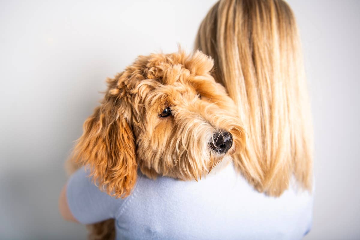Needy Doodle Always Asking for 'Uppies' Is the Sweetest Velcro Dog ...