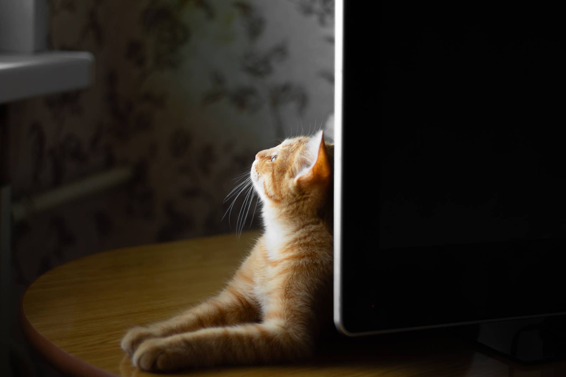 Orange Cat Watching His 'Dad' on TV Gives Real-Life 'Lion King' Vibes ...