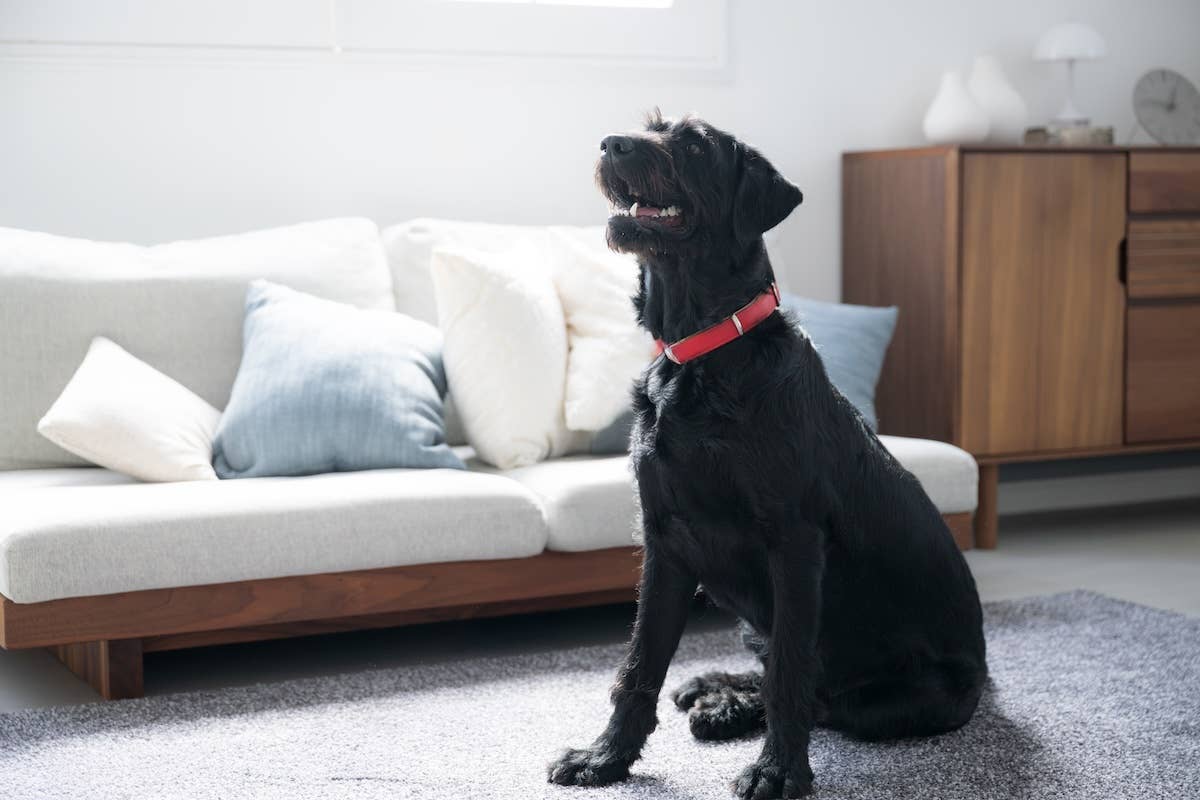 Dog Does Epic Dance Battle With Mom and There's a Clear Winner - PawNation