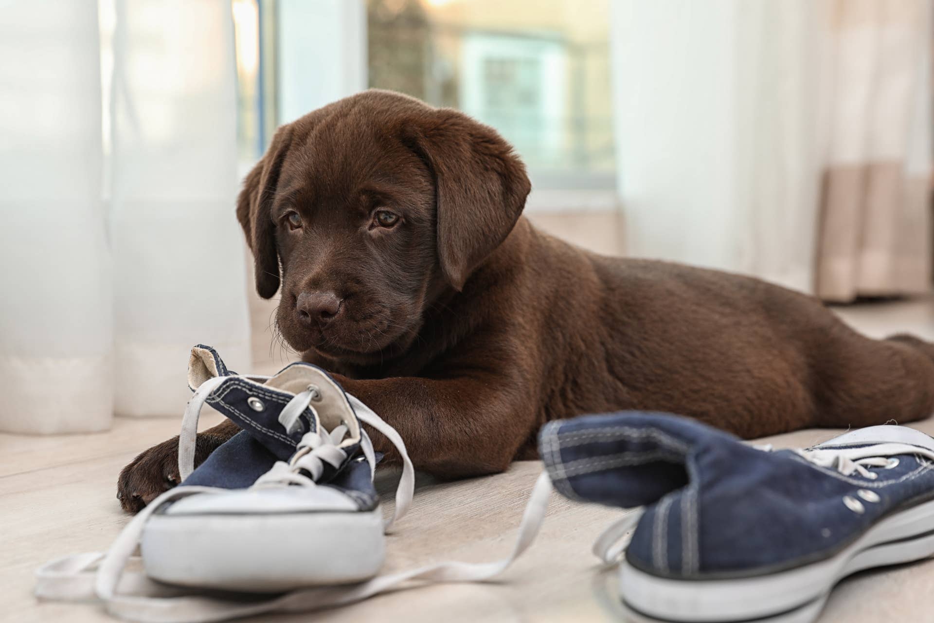Labrador Has an Emotional Support Shoe and It’s Absolutely Adorable ...