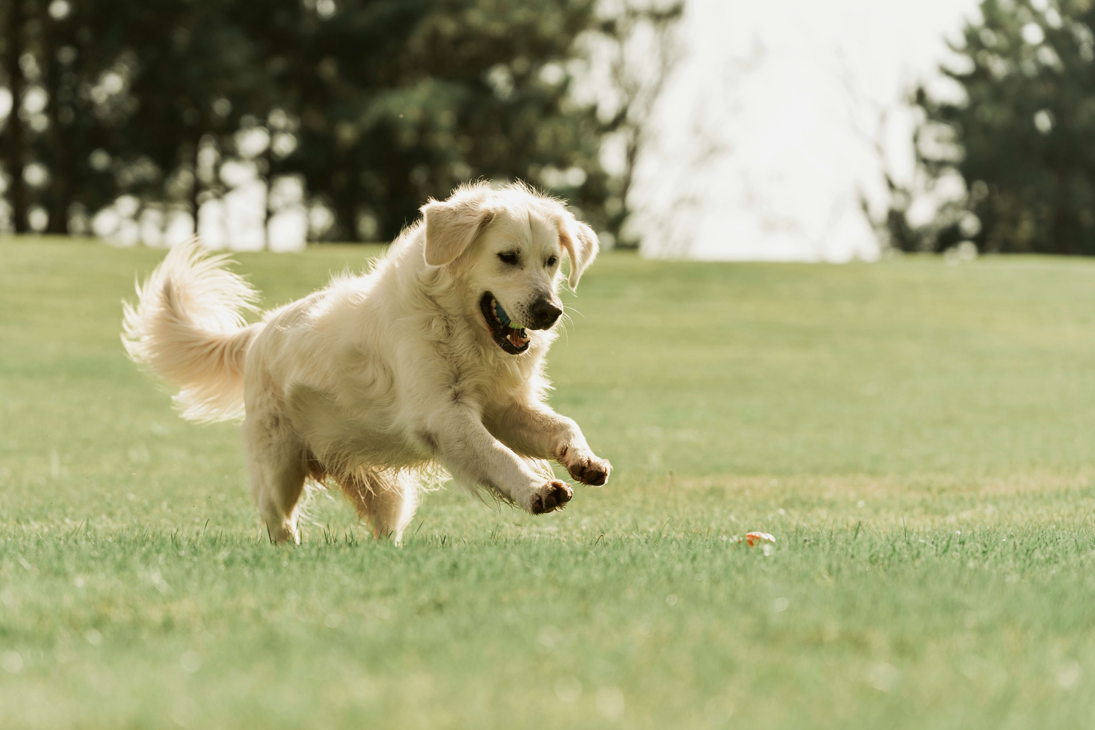Golden Retriever Finds Tennis Ball Lookalike and Just Can’t Walk Away ...