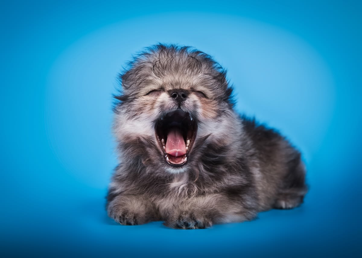Tiny Pomeranian Puppies Look Like Grizzly Bear Cubs and Sound Like ...
