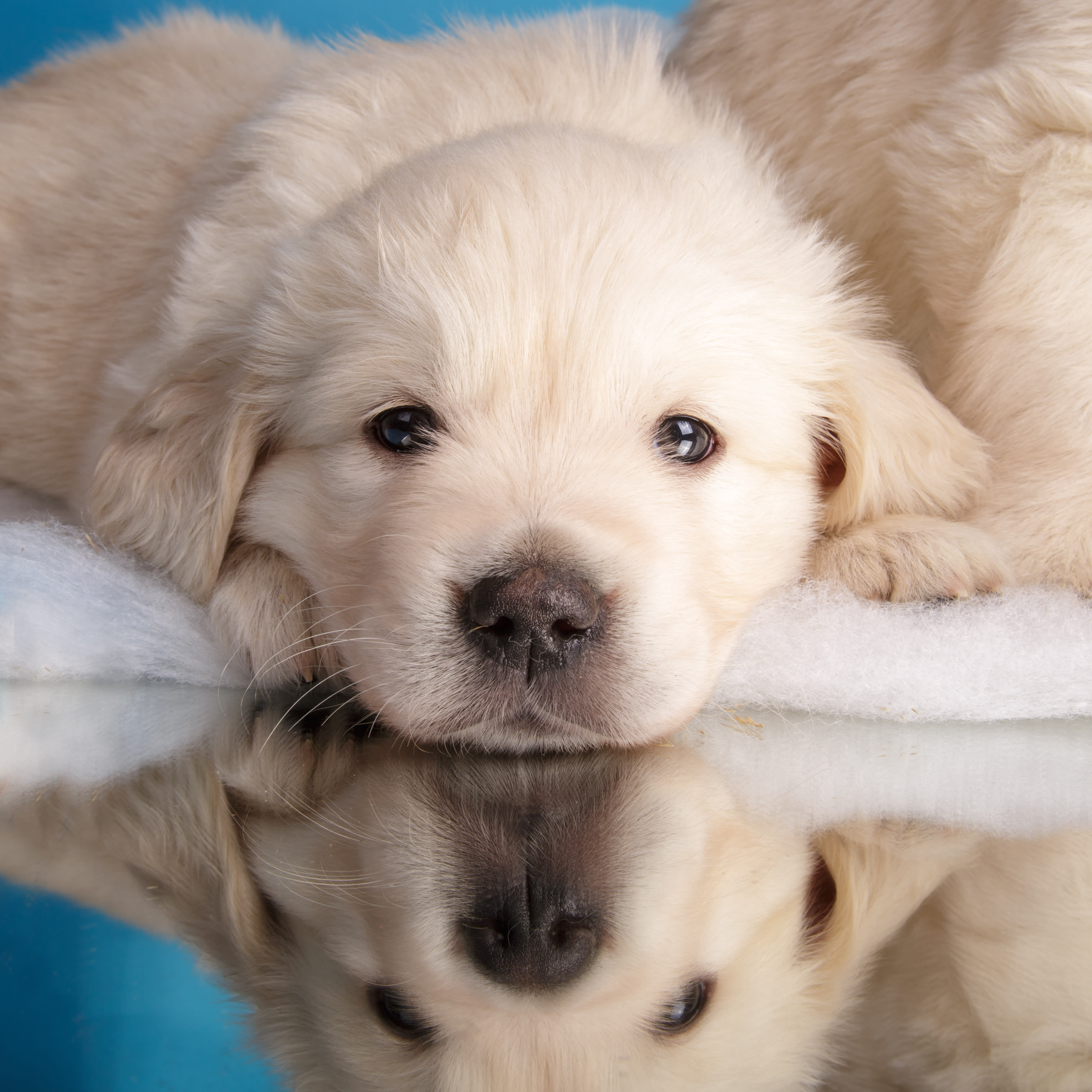 Adorable Golden Retriever Puppy Encounters Mirror and Is Completely ...