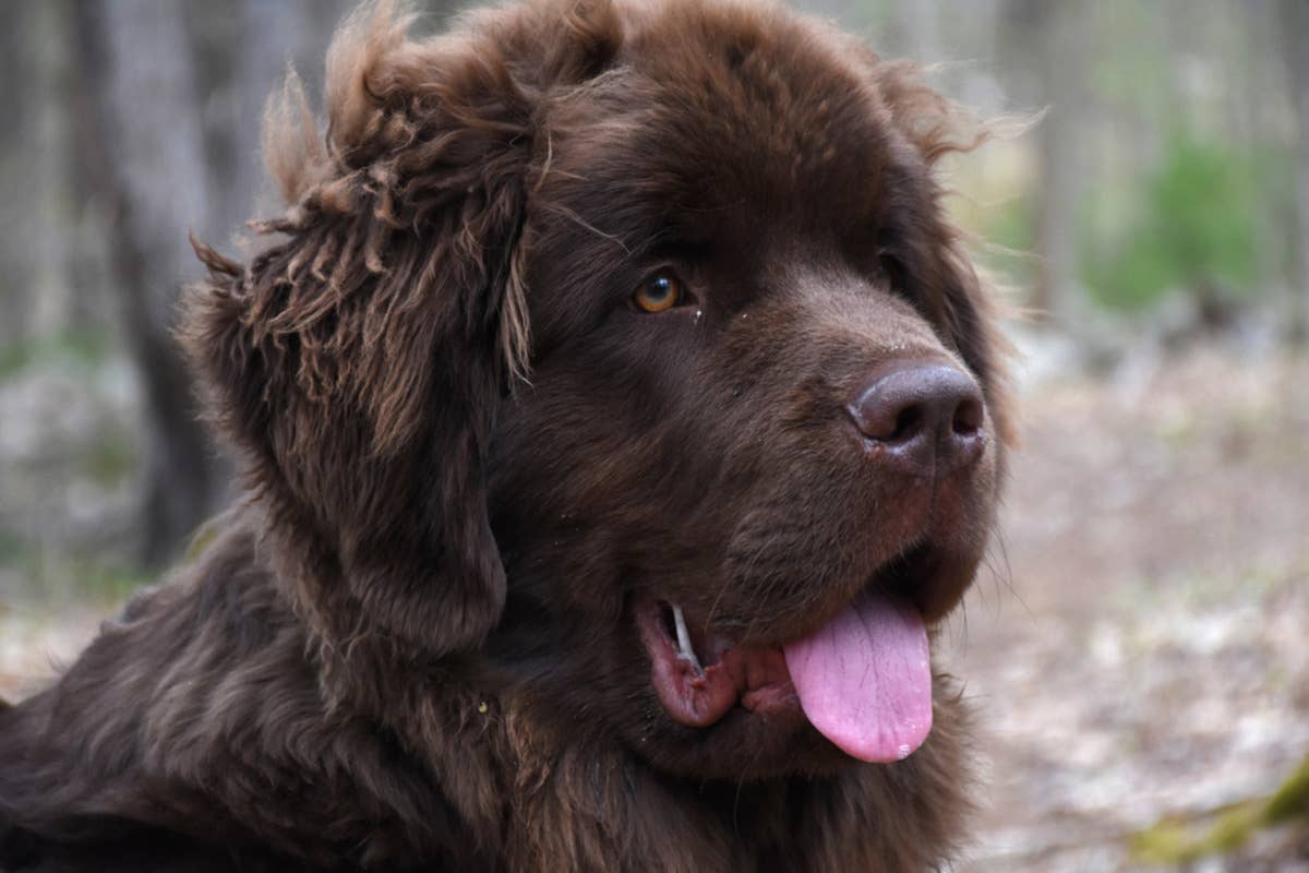 Newfoundland Dog Enjoying the Breeze Is Making Everybody Smile - PawNation