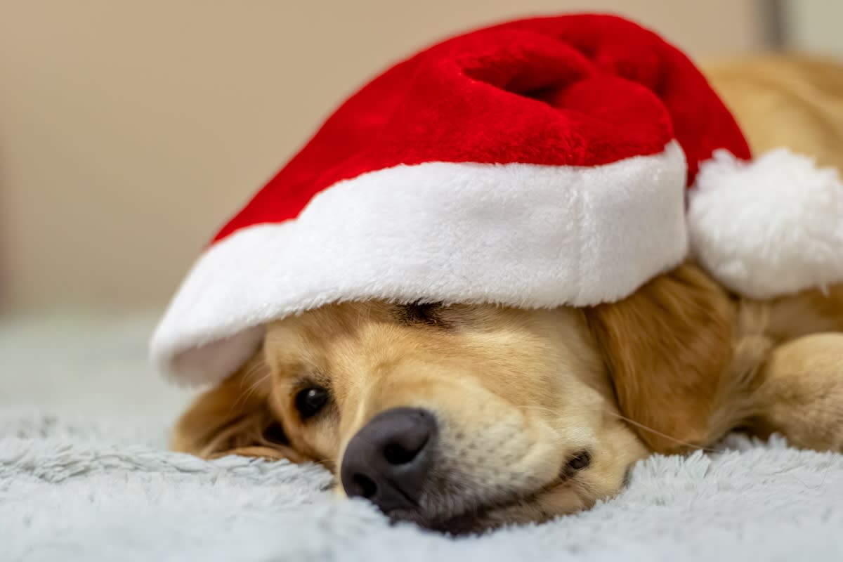 Golden Retriever Goes To Meet Santa and Says 'Absolutely Not' - PawNation