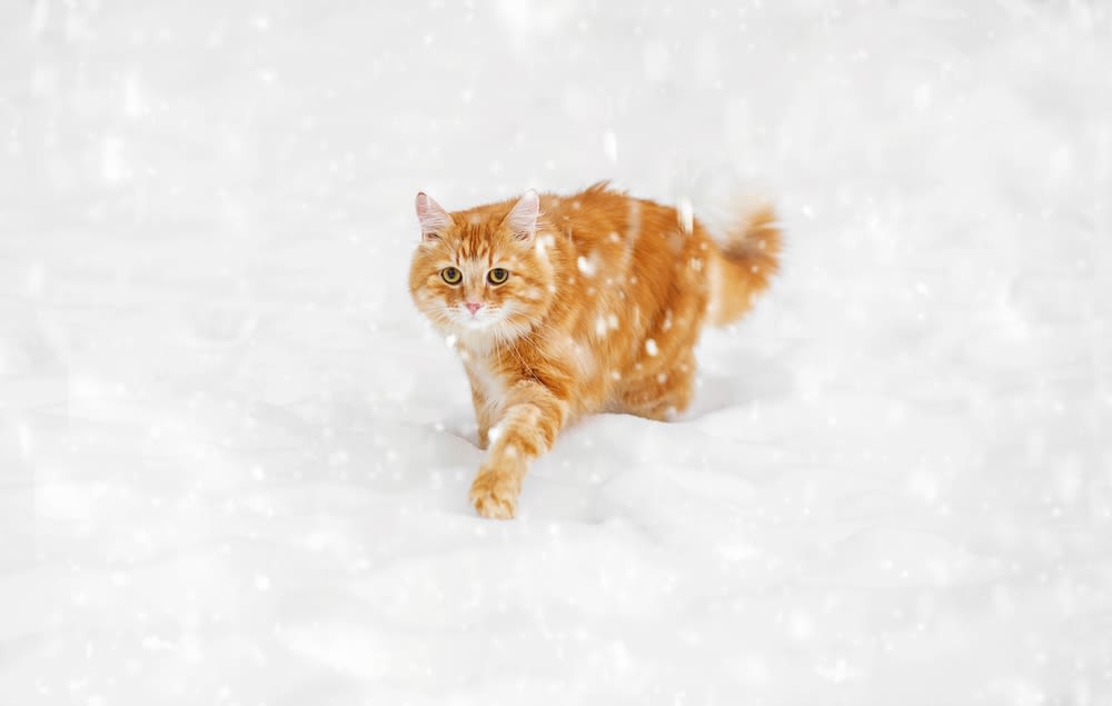 Orange Cats’ Reactions To ‘Meeting’ Snow for the First Time Are Too ...