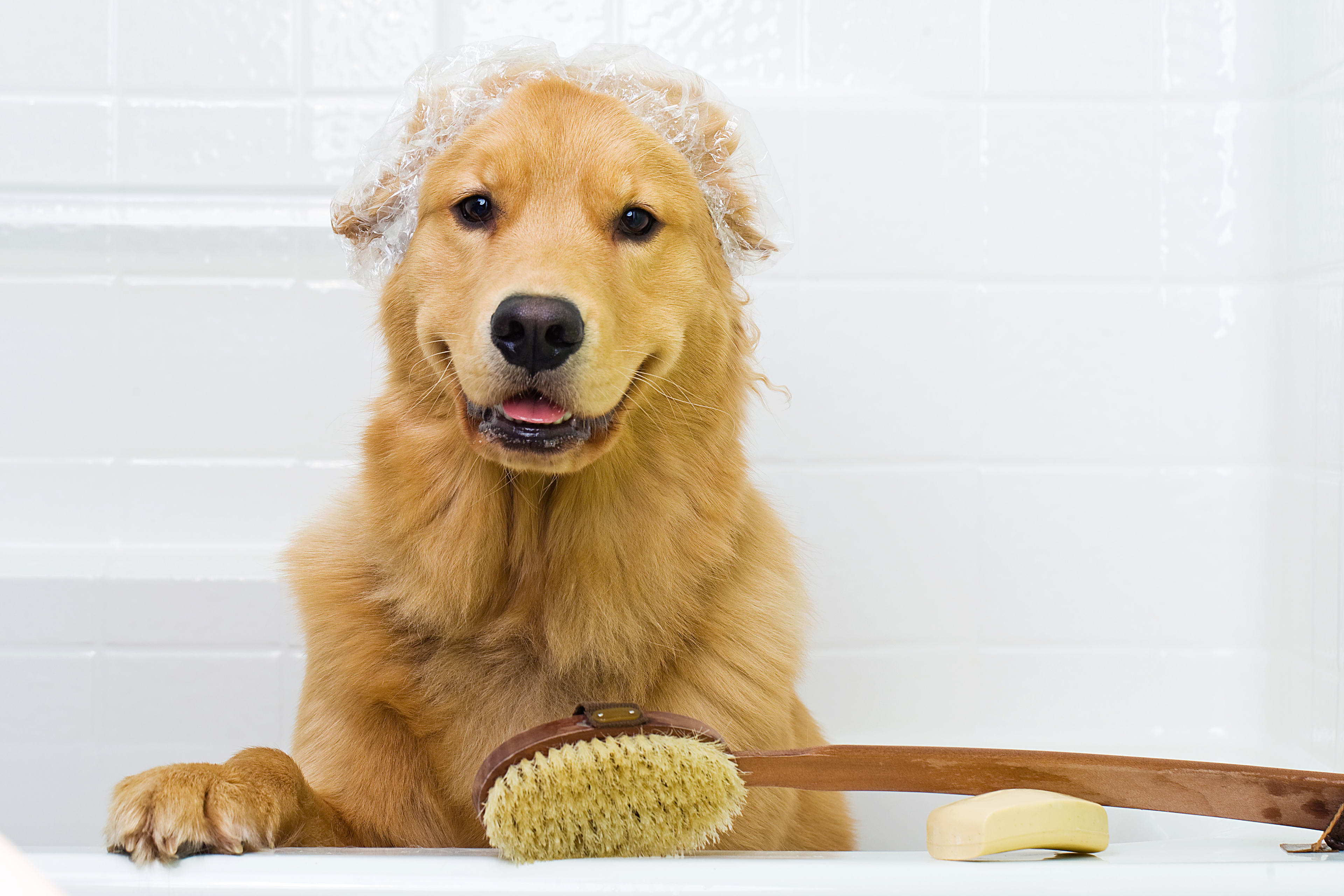 Golden Retriever Runs His Own Bath for a Much-Needed Self-Care Session ...