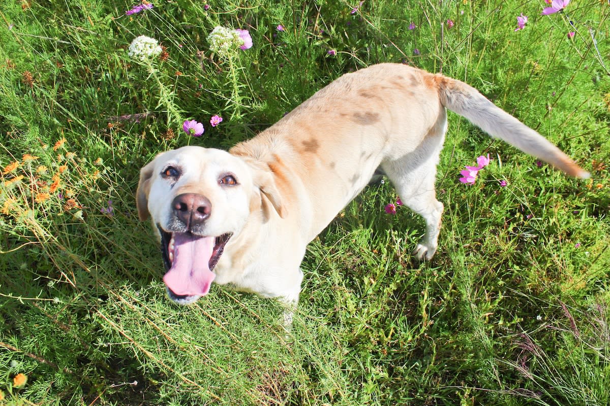 Labrador Retriever ‘Cronching’ a Mozzarella Stick Has Our Mouths ...