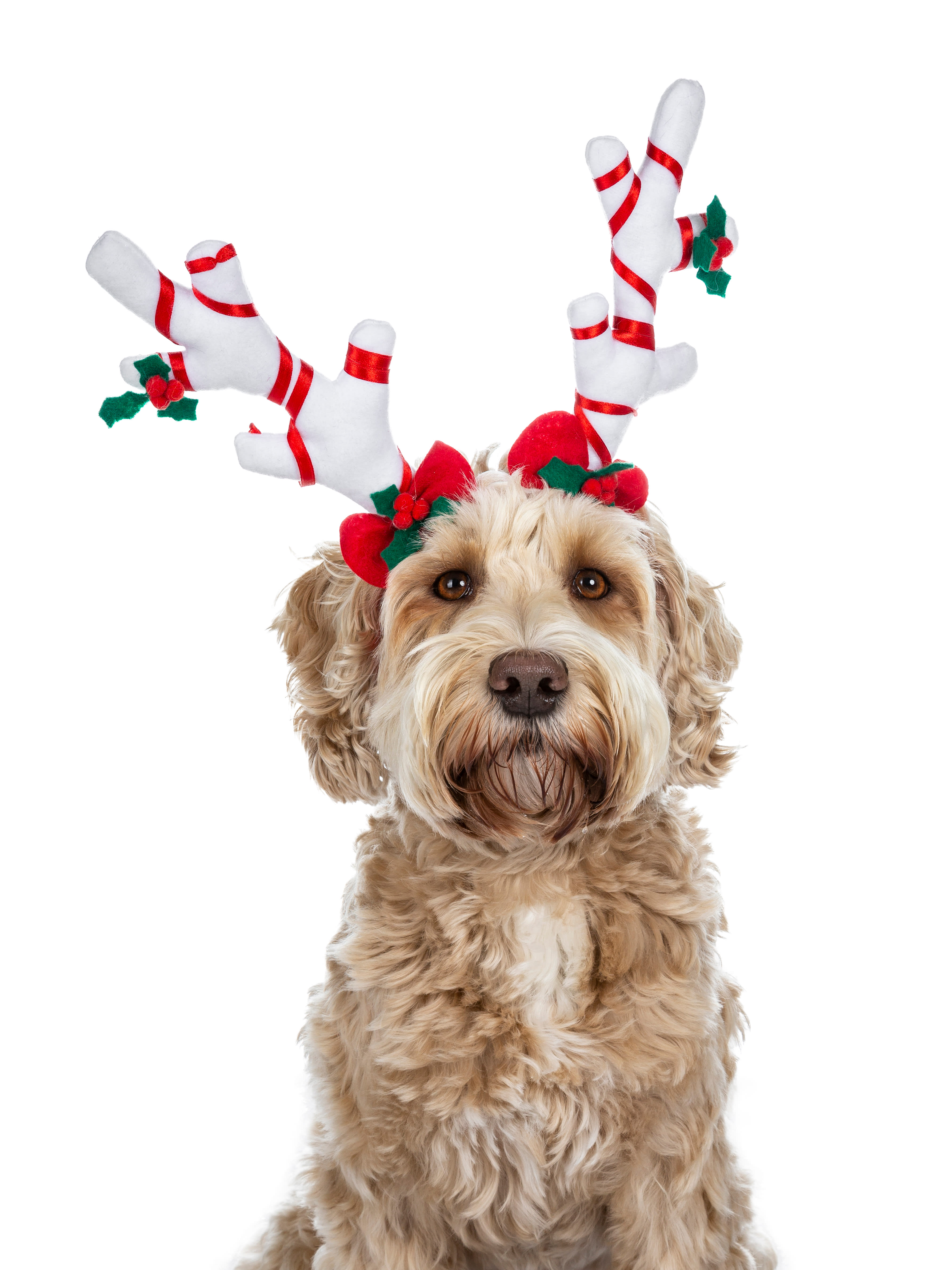 Labradoodle or Reindeer? You Be the Judge - PawNation