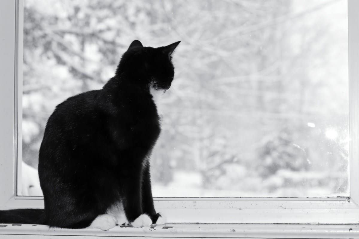 Tuxedo Cat Begs To Go Outside Until Mom Opens the Door and She Sees the ...