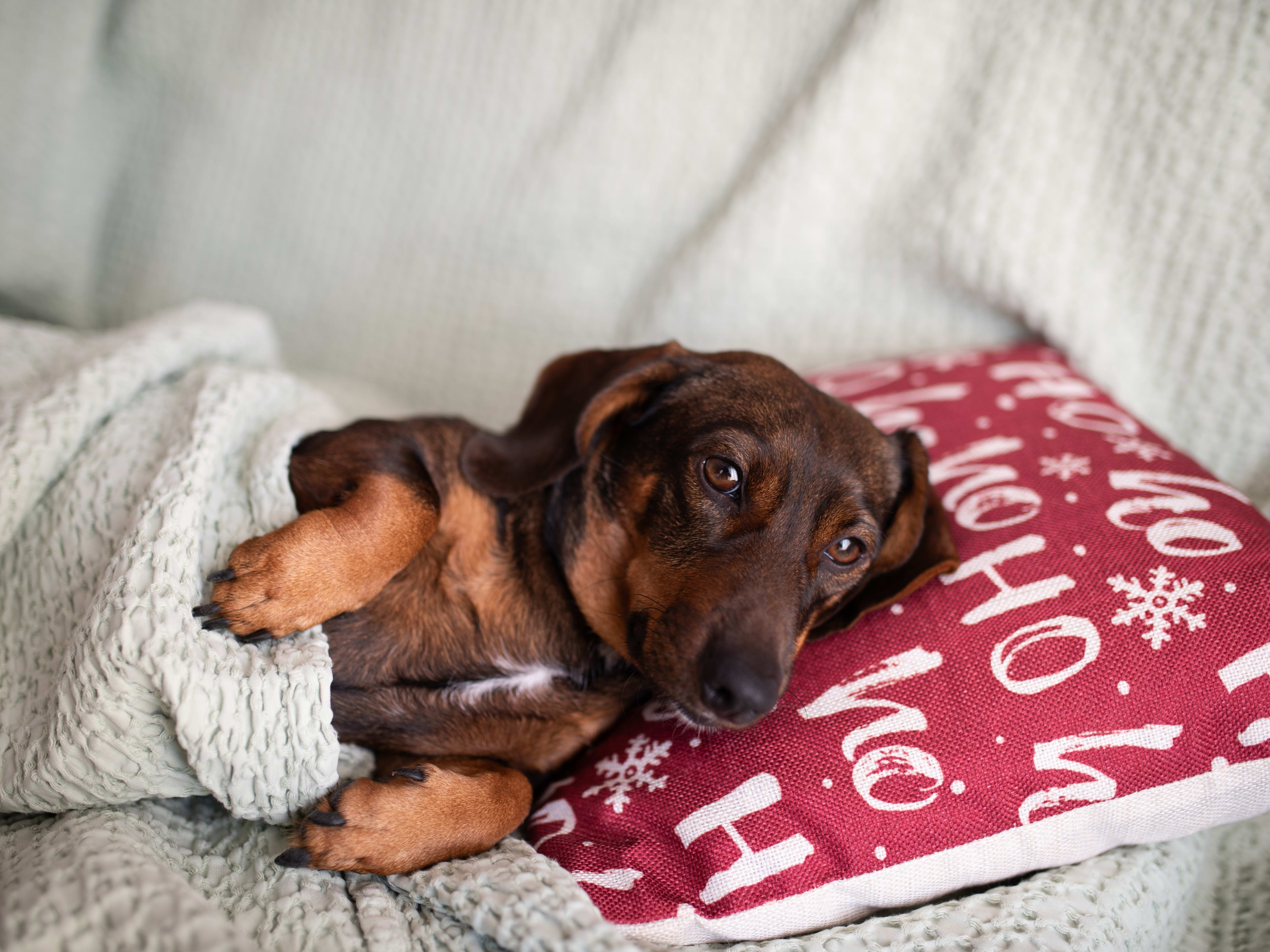 Mini Dachshund Lounging in Candy Cane Pajamas Is Too Cute To Handle ...