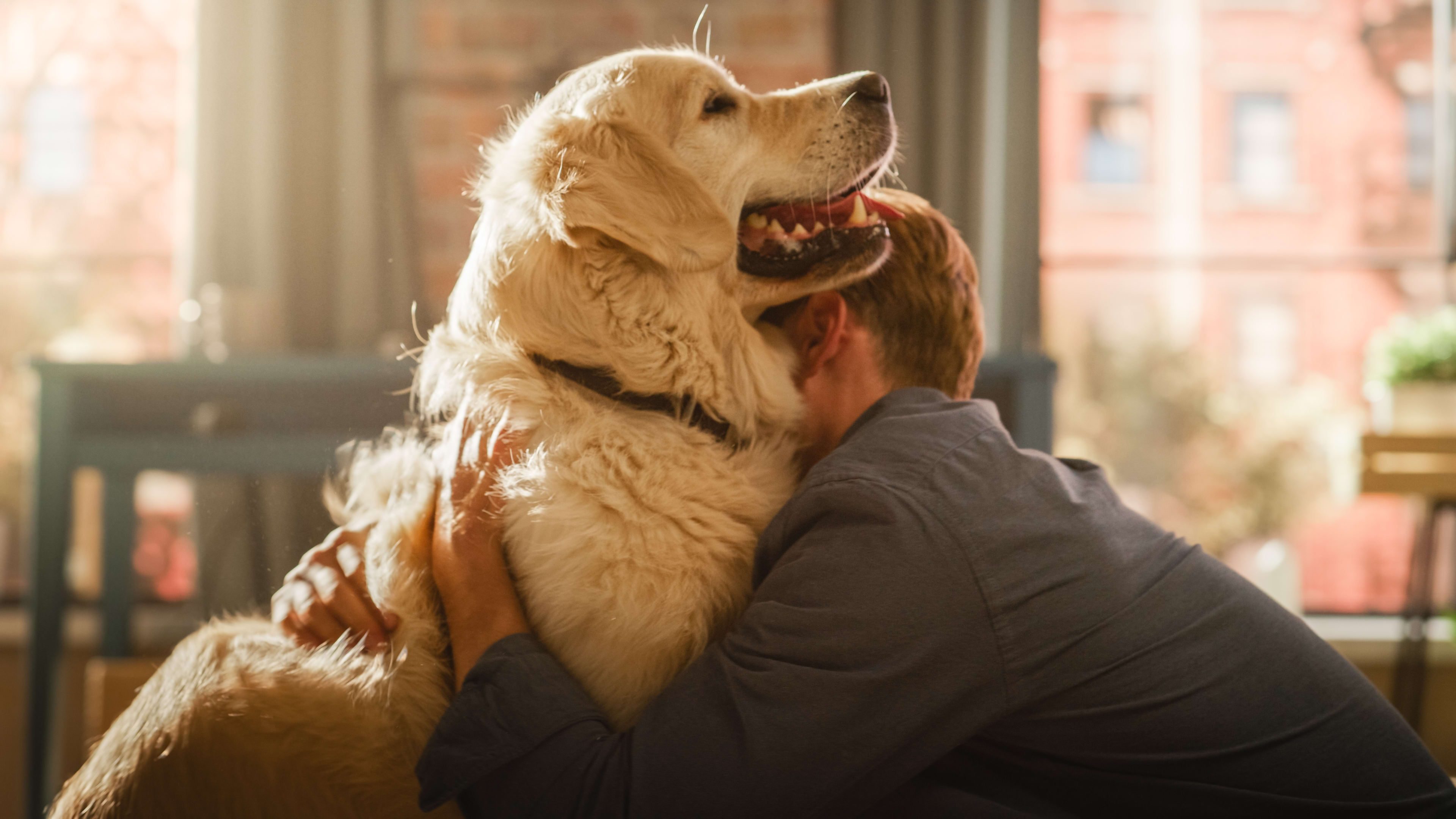Golden Retriever Adorably Refuses To Let Dad Hug Her Mom in Sweet Video ...