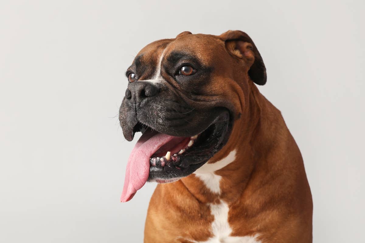 Boxer's Reaction To Seeing Grandpa 'After 4 Hours' Is Excitement ...