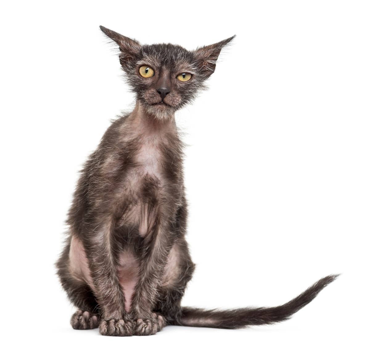 Stunning Werewolf Cat Looks Totally Over 2026 Already - PawNation