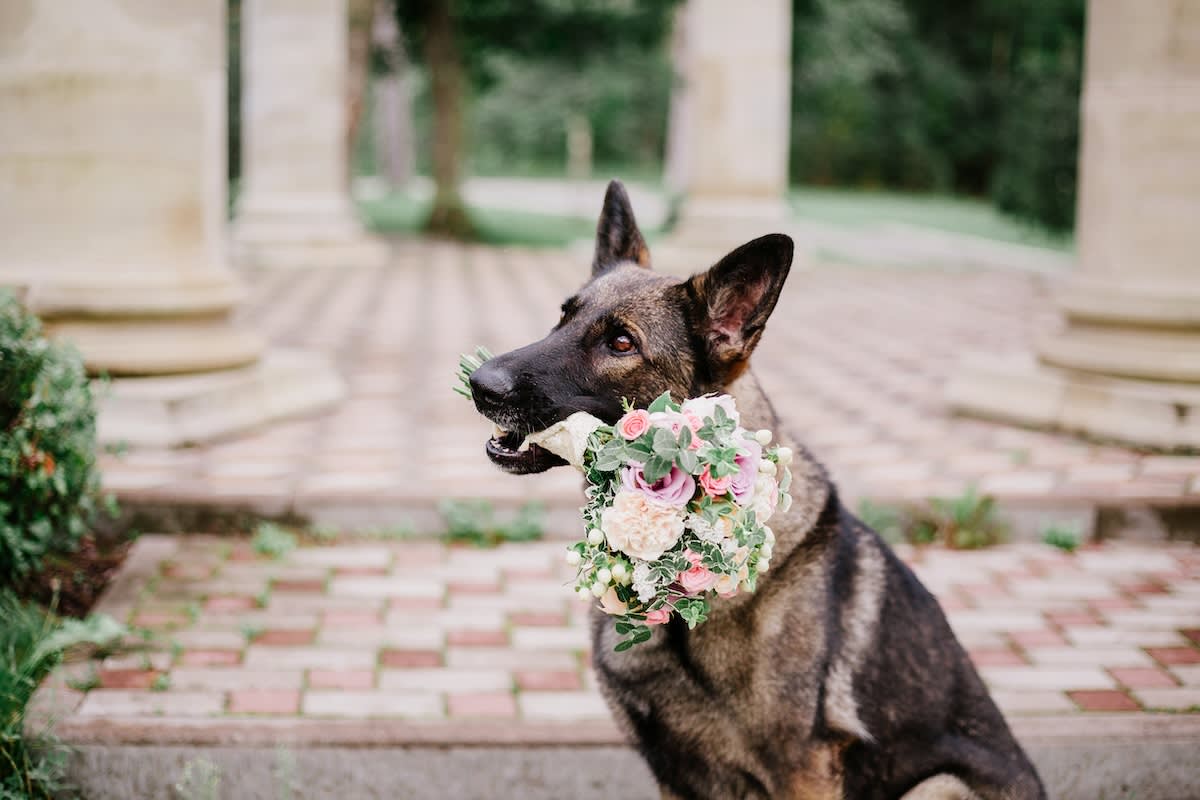 German Shepherd Turns a Wedding Exit Into Her Moment and It's the Best ...