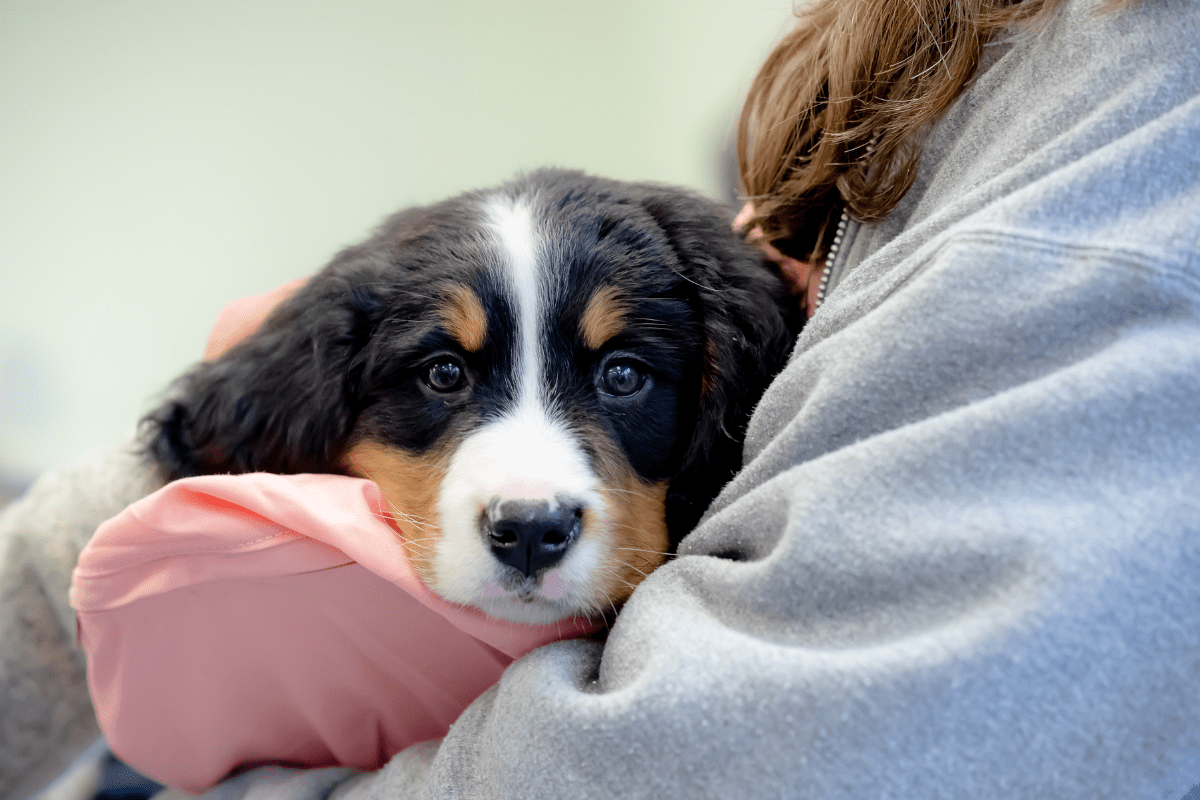 Curious Bernese Mountain Dog Puppy Lets Us Admire Him Before Trotting ...