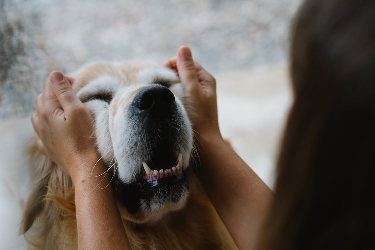 Golden Retriever's Emotional Goodbye to Aunt Is the Sweetest - PawNation