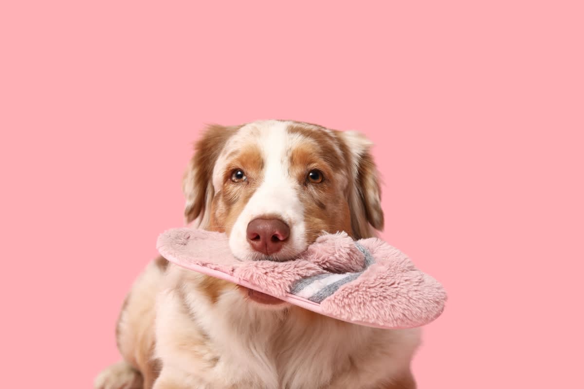 Bedtime Supervisor Australian Shepherd Alerts 'Pawrents' When It's Time ...