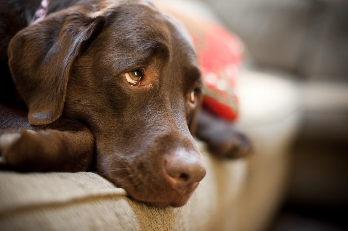 Labrador Retriever Steals Mom's Bubble Bath as Soon as She Leaves the ...