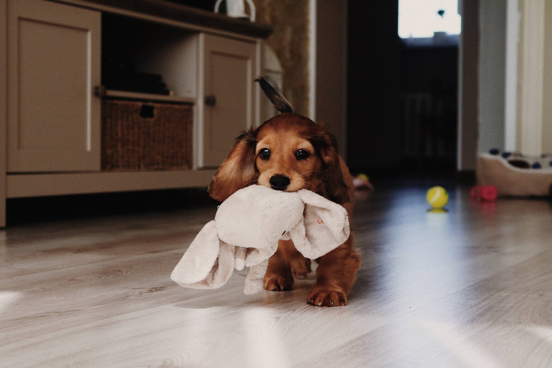 Dachshund Brings New Stuffie to Breakfast Everyday and We Can’t Get ...
