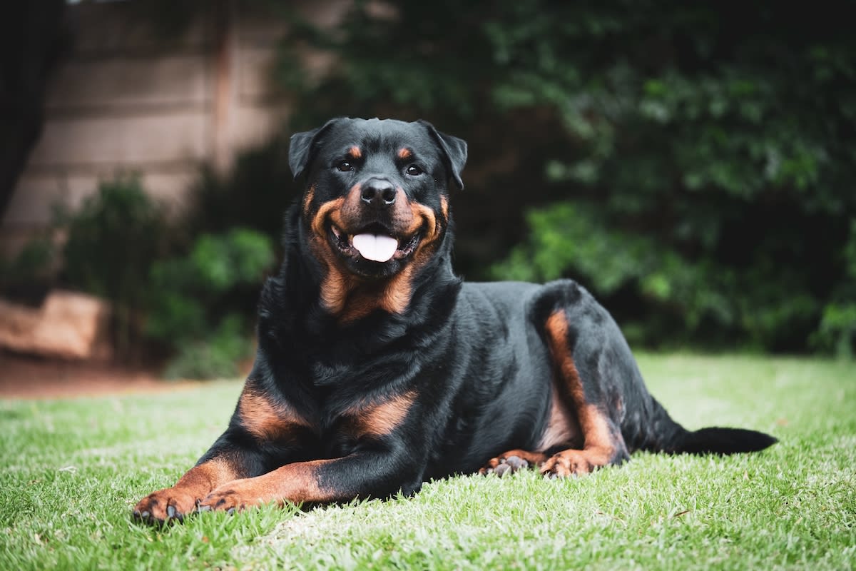Rottweiler Takes His Job Very Seriously After ‘Saving’ Mom on a Walk ...