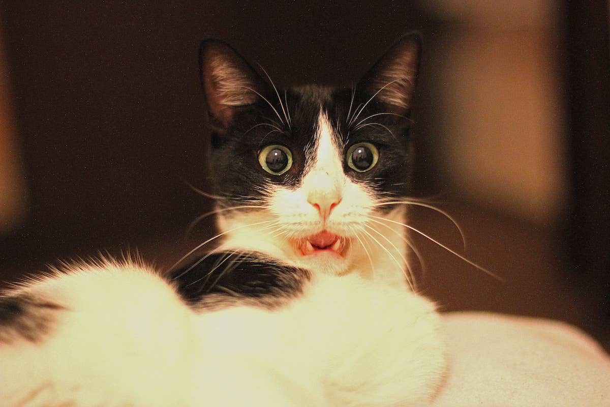 Tuxedo Cat Swings Her Pooch in the Air Like She Just Don't Care - PawNation