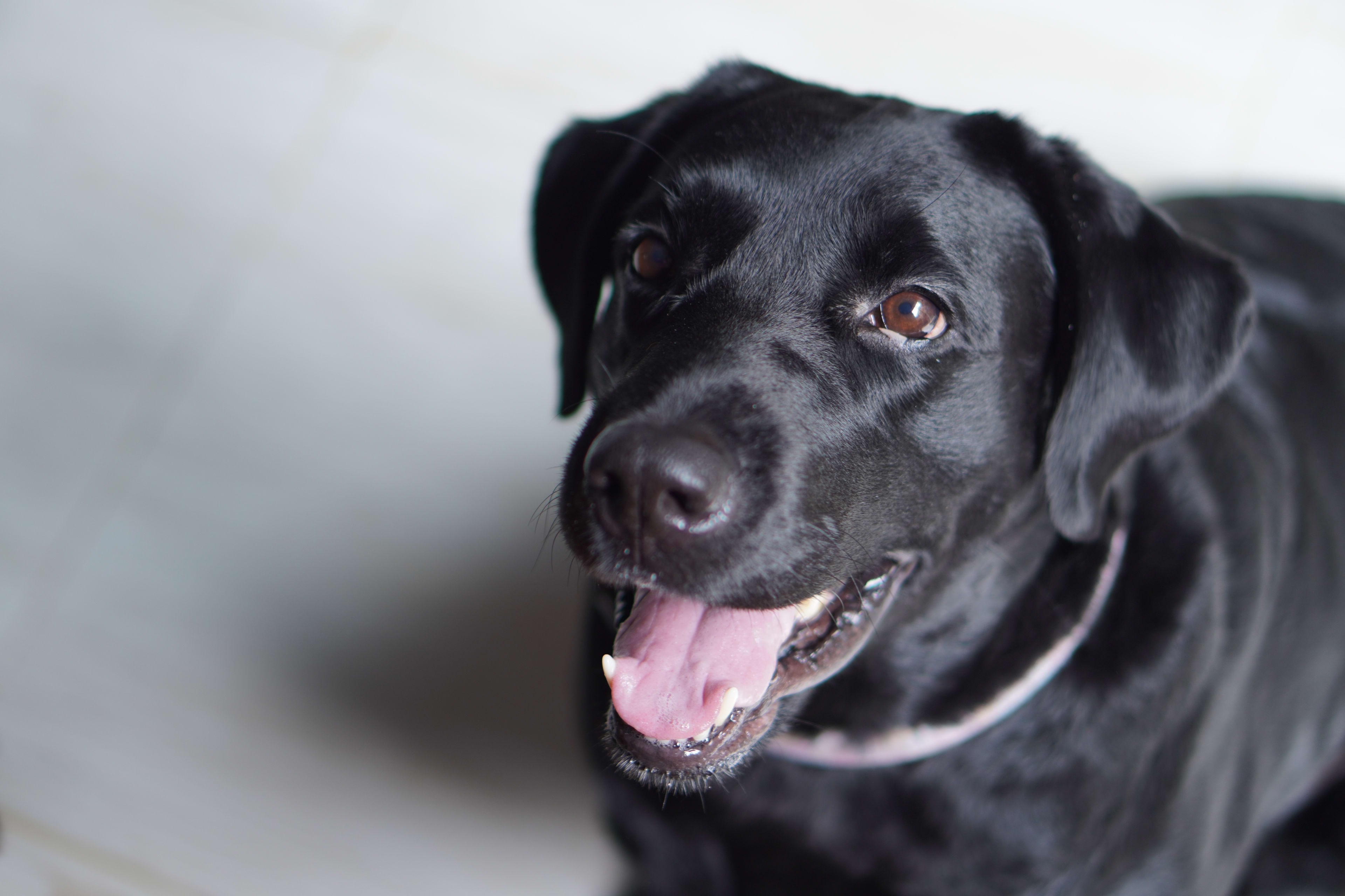 Black Labrador Gets Excitement Zoomies Before Mom Even Says 'Grandma's ...