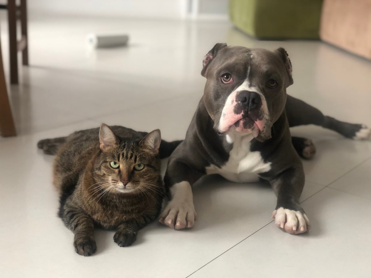 Big Bad Bully’ Dog Is Instantly Smitten With Stray Cat Who Made Herself ...