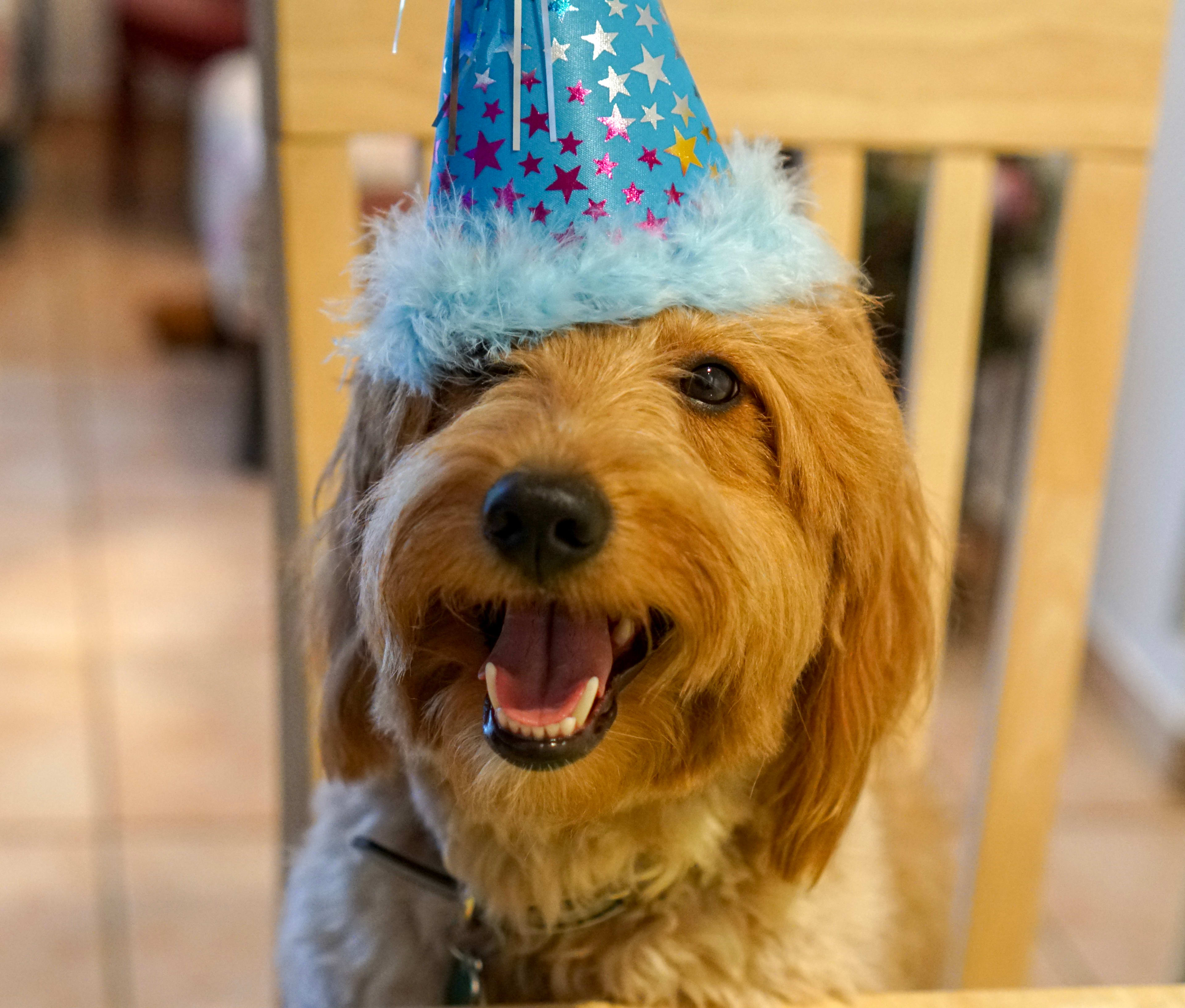 Rescued Goldendoodle Celebrates Birthday With Foster Family and Our ...