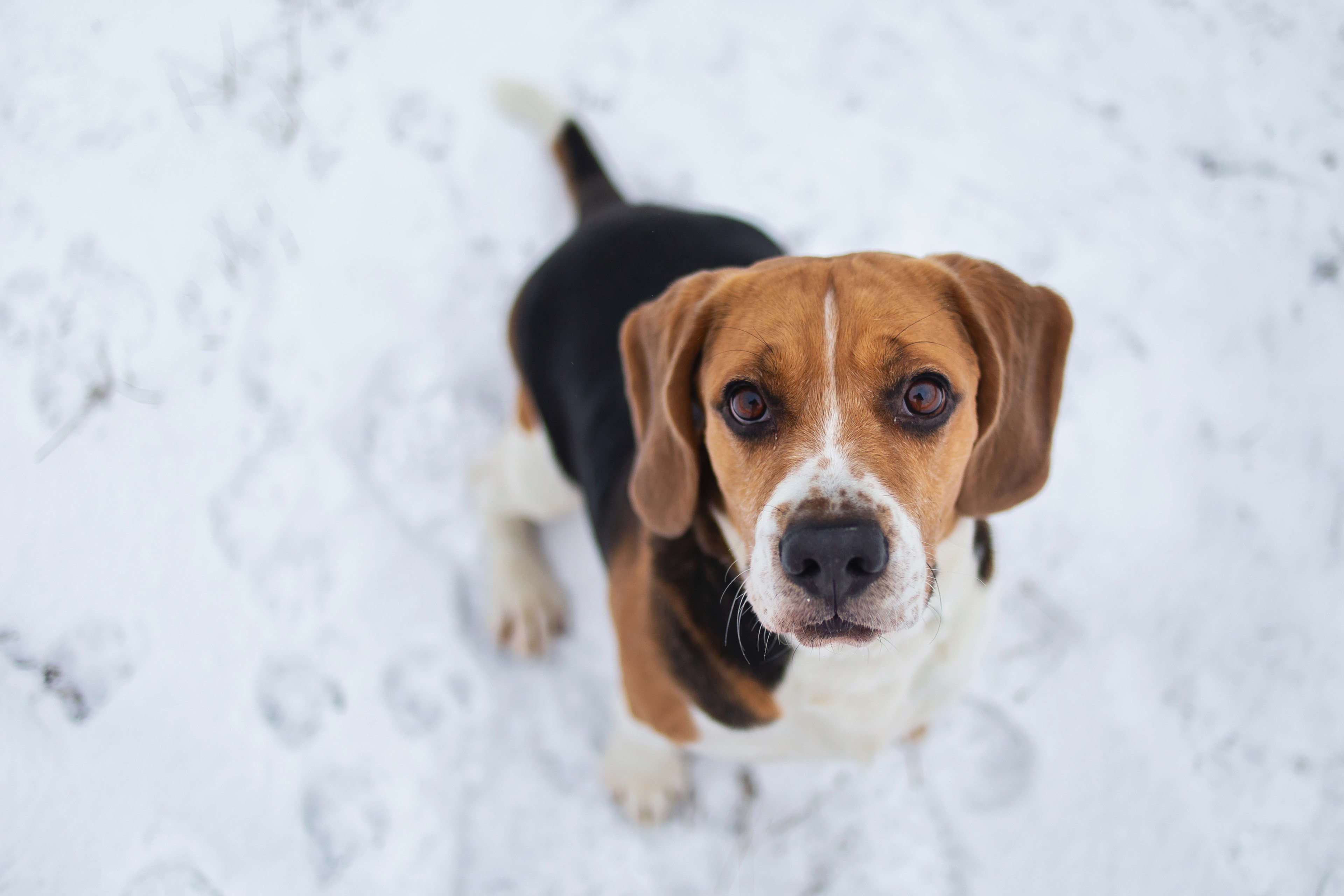 Beagle Wearing Cozy Earmuffs for Chilly Winter Walks Passes the Fit ...