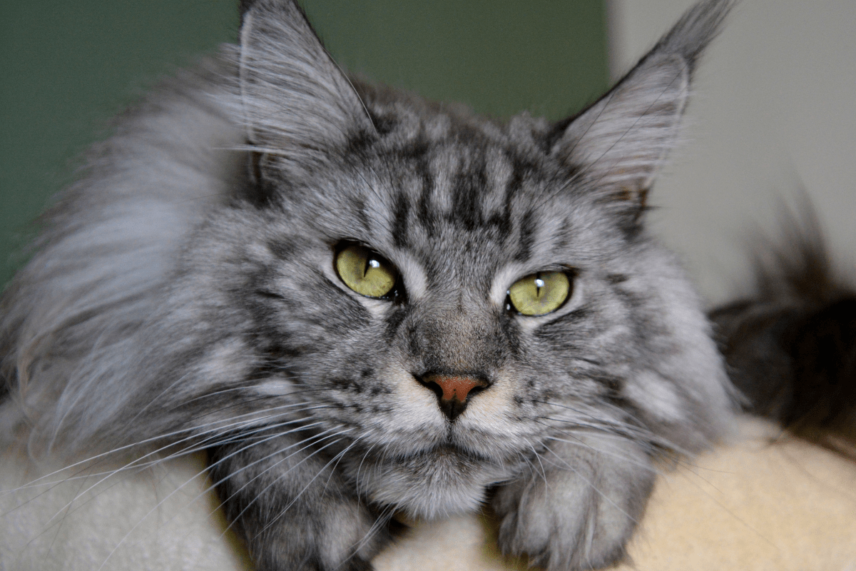 Curious Maine Coon Cat Stares Down Toaster Until It Strikes Back ...