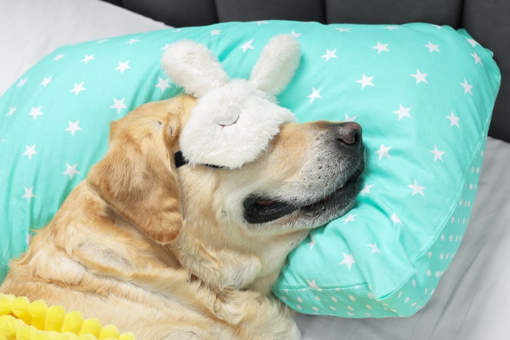 Golden Retriever Enforces Bedtime Like a Strict but Very Fluffy ...