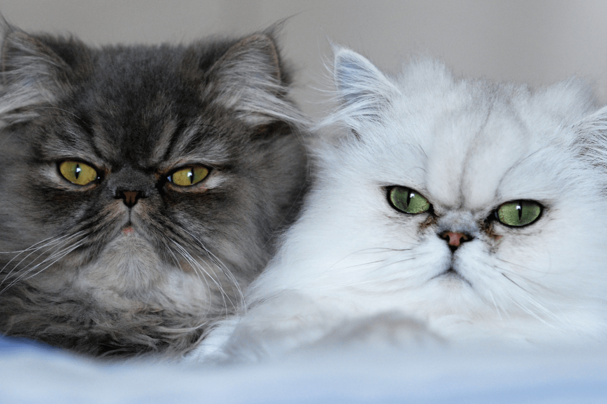 Fluffy Persian Cat Duo Exploring Winter Weather Is the Definition of ...