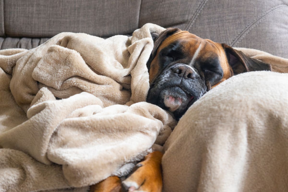 Spoiled Boxer’s Nighttime Routine Is One for the Record Books - PawNation